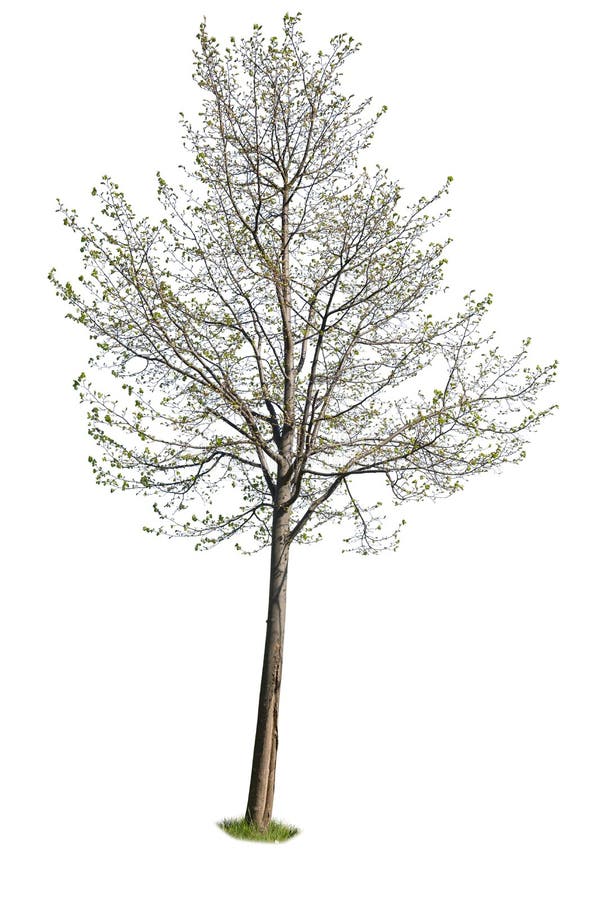 Isolated Spring Tree, Green Leaved Tree, Cutout Plant Stock Image ...