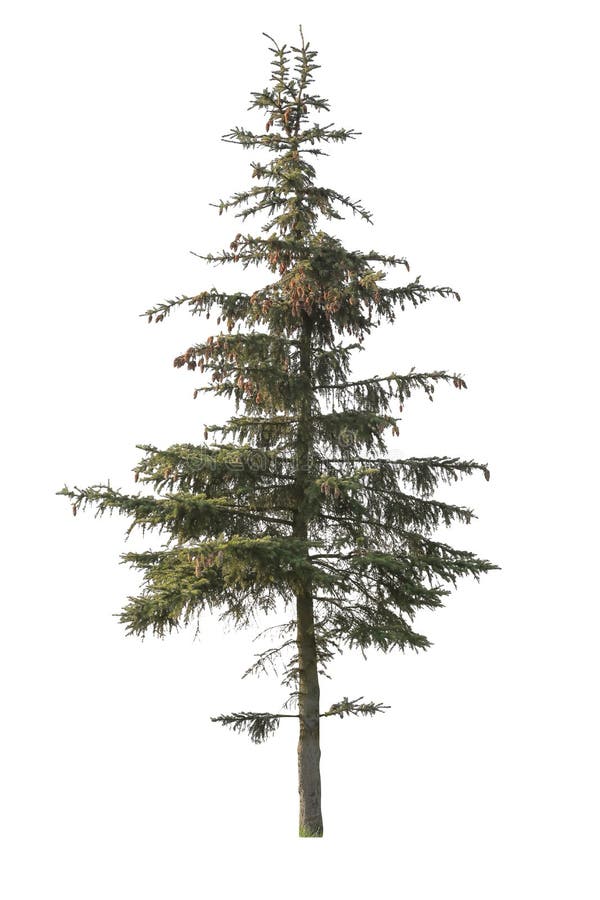 Cutout Spruce Tree Isolated on White Background Stock Image - Image of ...