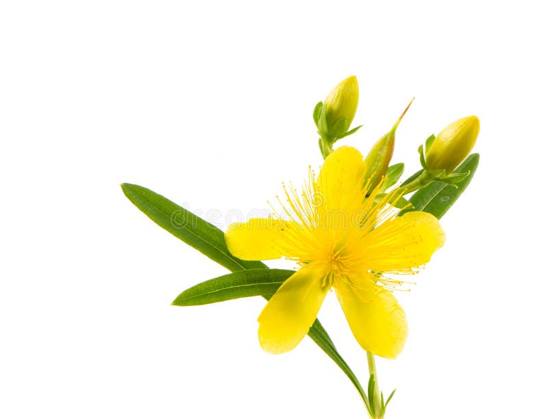 Isolated St John Wort stock image. Image of pollen, john - 43862849