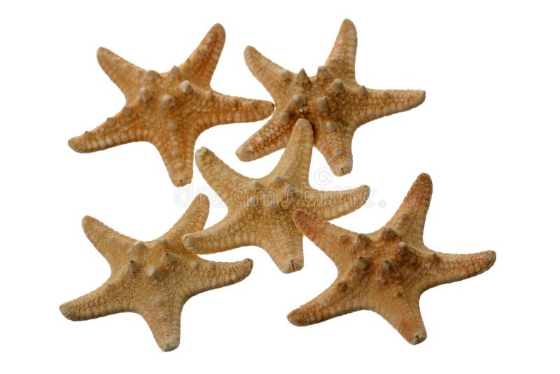 Isolated star fish stock photo. Image of echinoderms - 16778660
