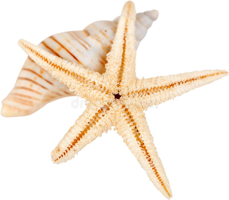 Starfish and Shell Isolated on White Background Stock Image - Image of ...