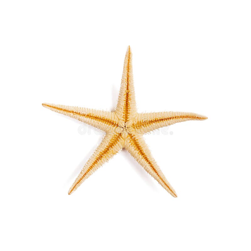 Starfish on White Sand stock photo. Image of details - 10033170