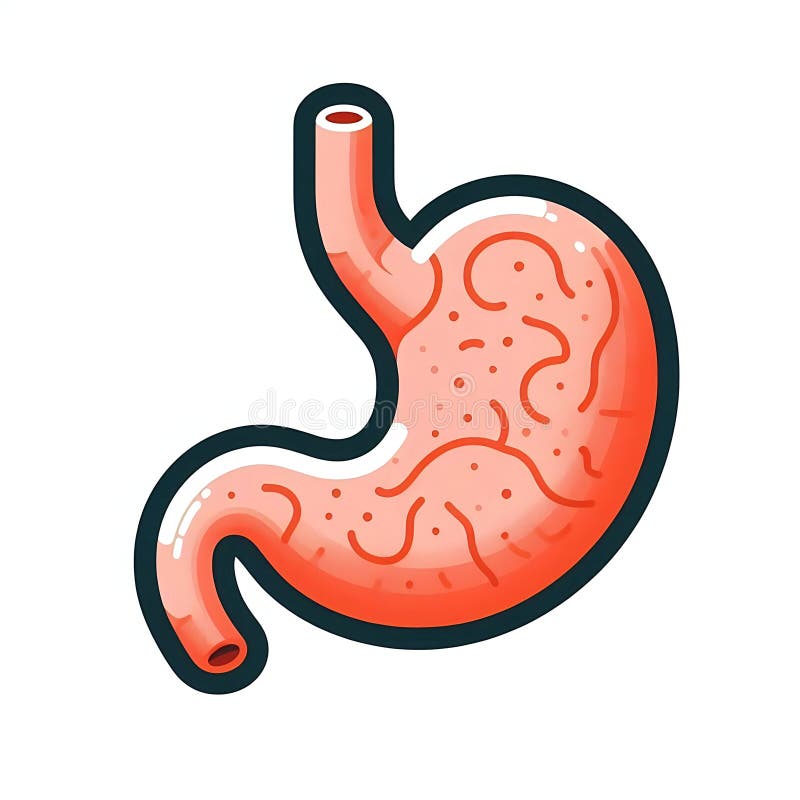 Isolated Stomach Illustration – Flat Style Isolated on White Background ...