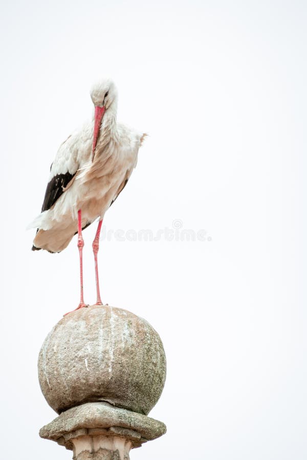 Isolated Stork Standing on a Stone Ball Stock Photo - Image of ...