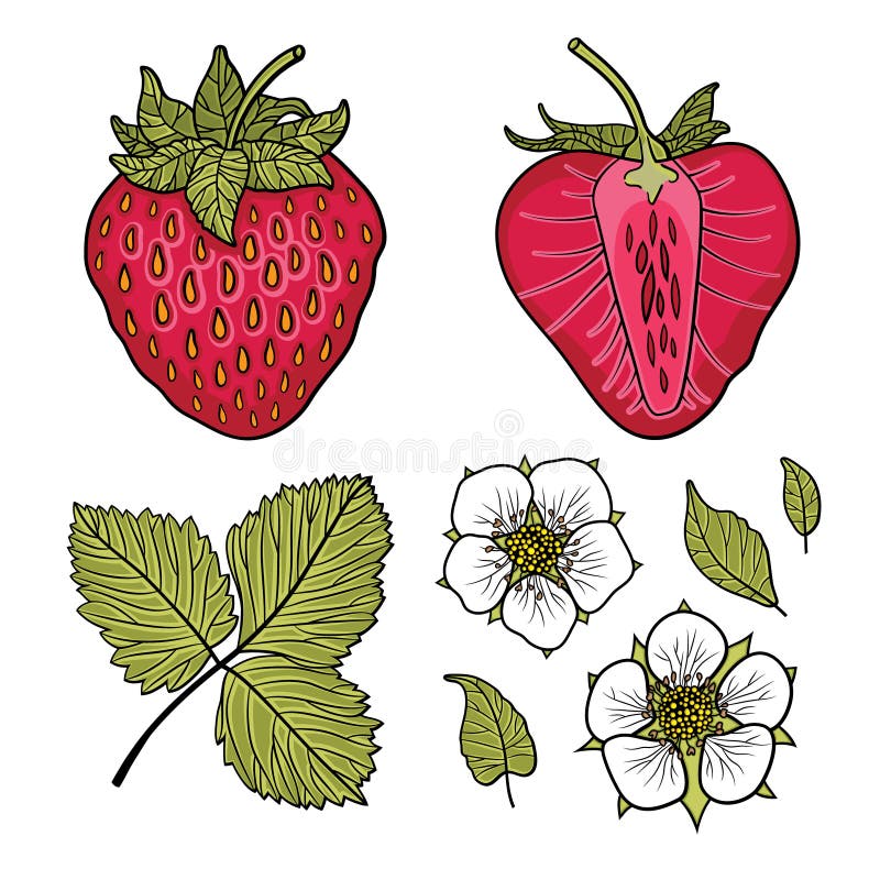 Isolated Strawberries. Graphic Stylized Drawing Stock Vector ...