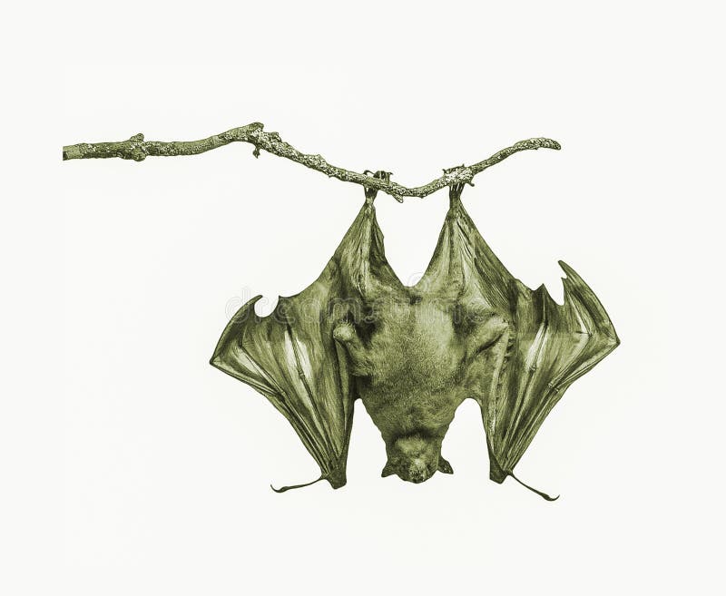 118 Bat Paws Stock Photos - Free & Royalty-Free Stock Photos from ...