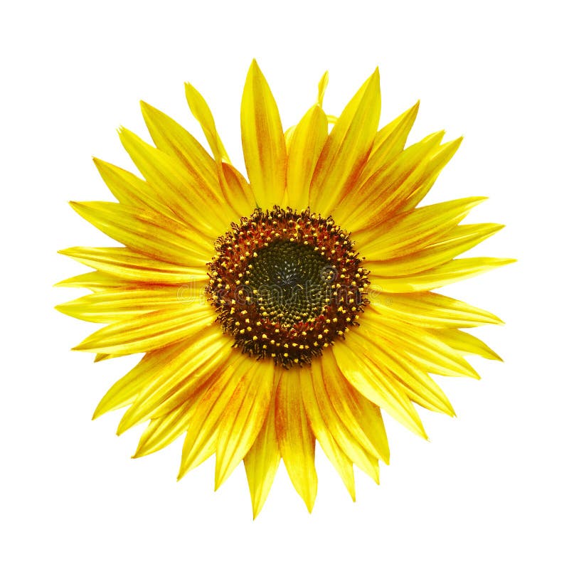 Isolated Sunflower stock photo. Image of plants, seeds - 378982