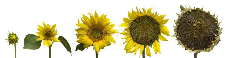 Sunflower Headers Tumblr