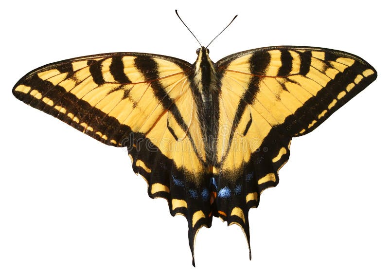 4,248 Black Swallowtail Butterfly White Background Stock Photos - Free ...