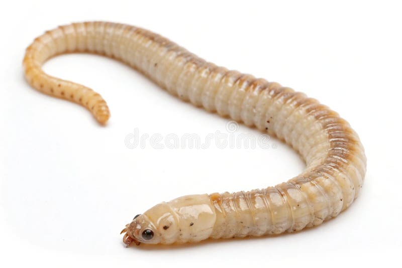 Isolated Tapeworm on White Background Stock Illustration - Illustration ...