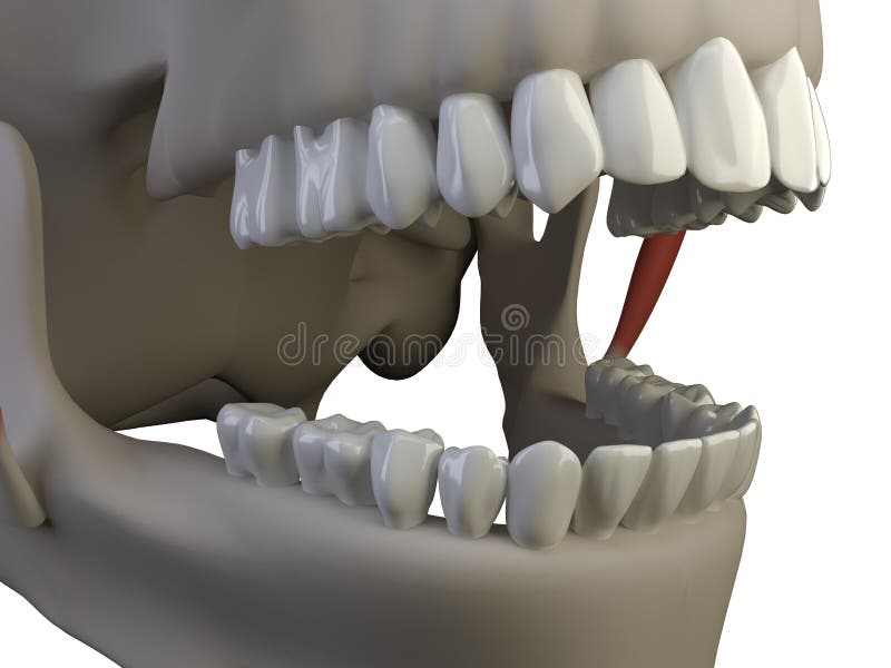 Isolated teeth stock illustration. Illustration of crown - 12308251