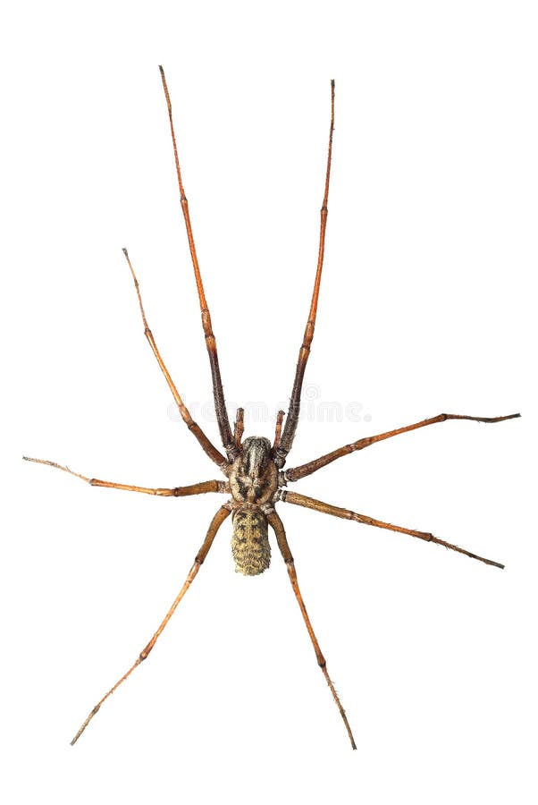 Isolated tegenaria spider stock photo. Image of isolated - 3272310
