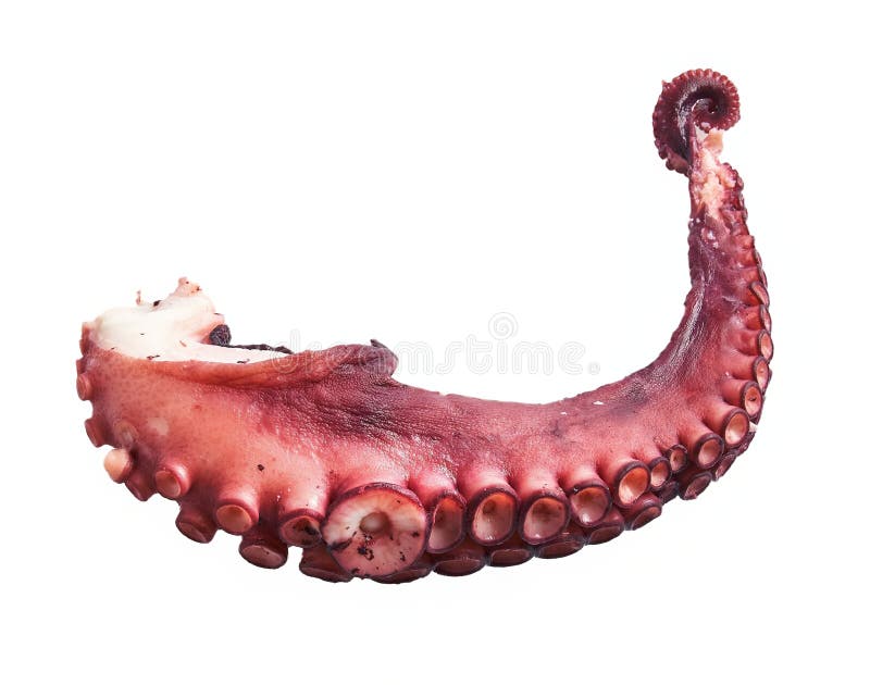 Isolated Tentacle of an Octopus on White Showing Detail of the Suction ...
