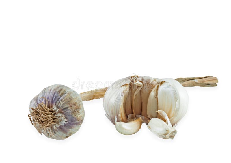 Isolated of Thai garlic stock photo. Image of nutrition - 43050584