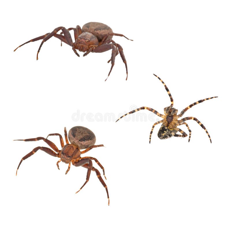 Spider, Black Widow, Red Back, Female Views Isolated on White Stock ...