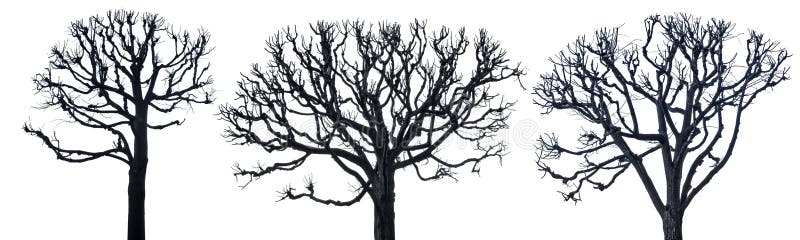 Isolated Three Winter Large Bare Dark Grey Trees Stock Photo - Image of ...