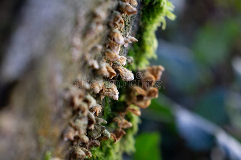 Isolated Platform Fungus on a Tree Stock Image - Image of branch, tiny: 271525793
