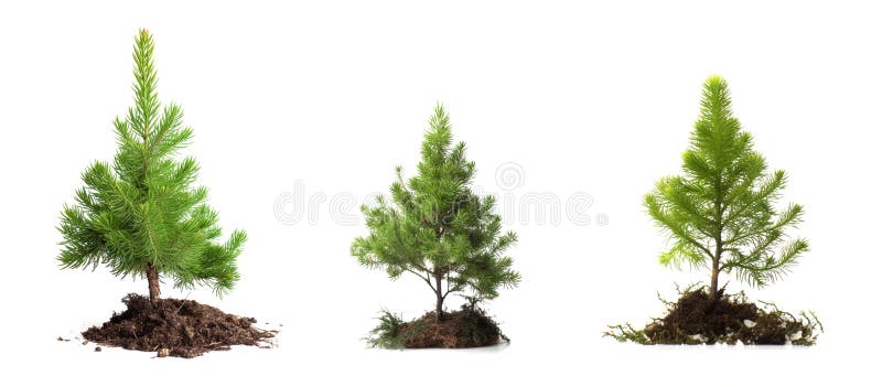 Isolated Tiny Spruce Tree on White Backgrund Stock Illustration ...