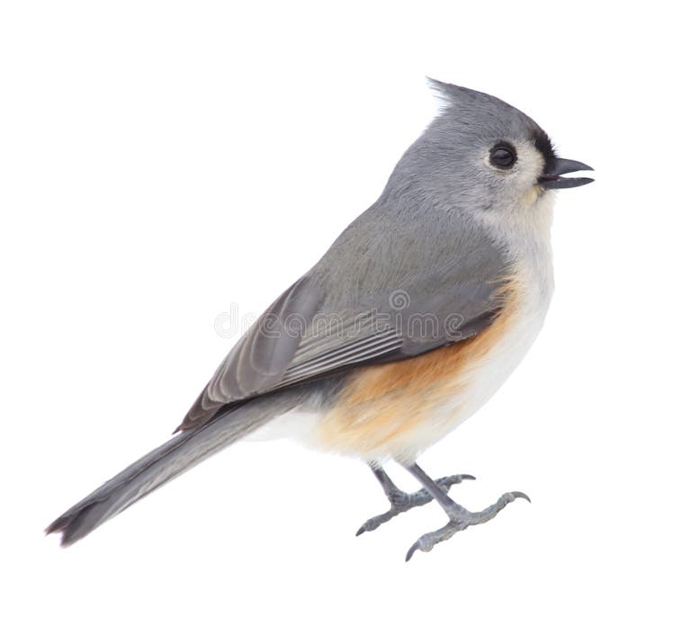 Isolated Titmouse stock image. Image of bicolor, fauna - 41205851