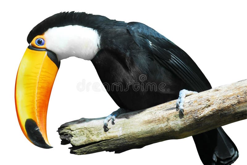 Isolated toco toucan stock image. Image of beauty, strange - 3748291