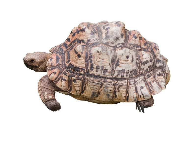 Isolated Tortoises stock photo. Image of isolated, white - 18283852