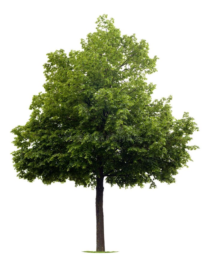 Isolated tree stock photo. Image of branches, background - 10022886