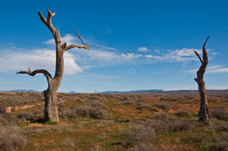Isolated tree stock photo. Image of environment, vacation - 16476168