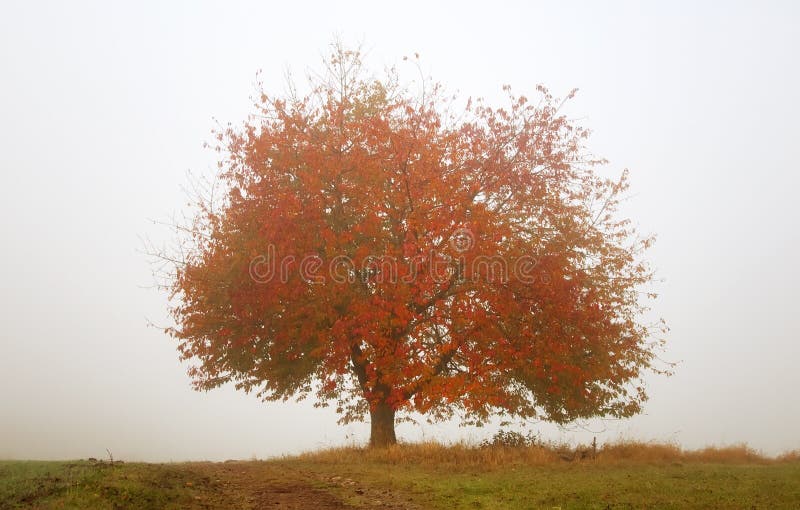 Isolated tree stock image. Image of tree, autumnal, landscape - 18696477