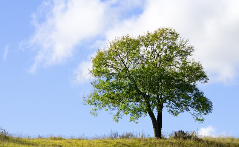 Isolated tree stock photo. Image of foliage, cloud, field - 21836354