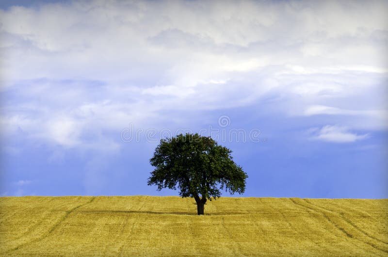 Isolated tree stock image. Image of tree, agriculture - 23236289
