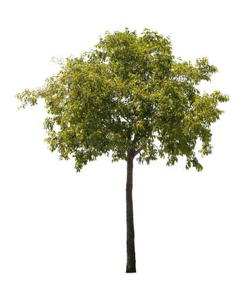 Isolated Tree stock photo. Image of decoration, forest - 25221690