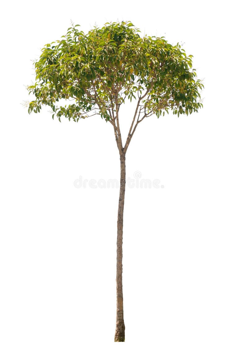 189 Young Tree Png Stock Photos - Free & Royalty-Free Stock Photos from ...