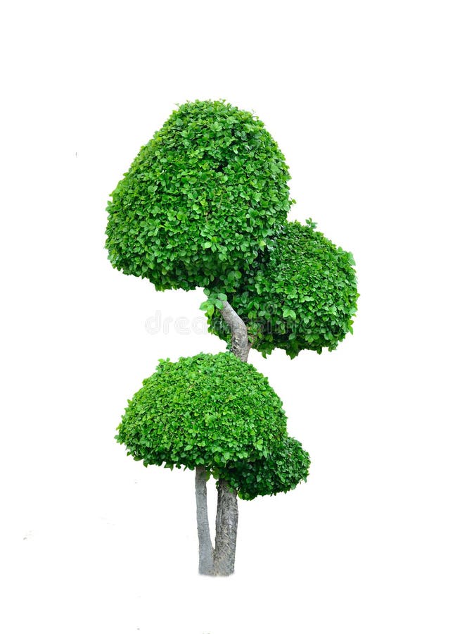 Isolated tree stock photo. Image of landscape, firm, flora - 25527078