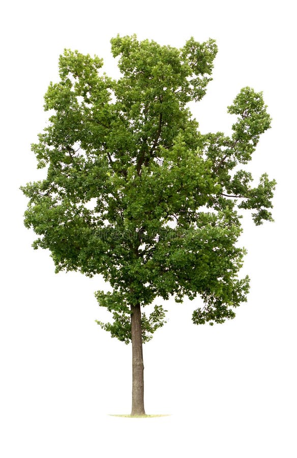 Single Green Linden Tree Isolated on White Stock Photo - Image of ...