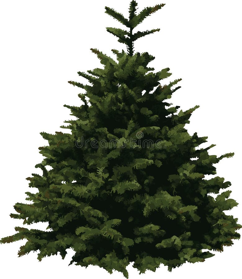 Fir with shadow stock vector. Illustration of plats, outline - 11302978