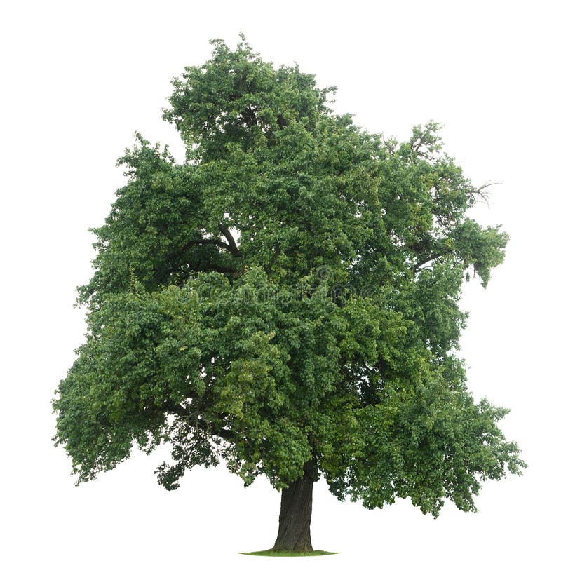 Isolated Tree stock photo. Image of season, forest, individual - 6203992