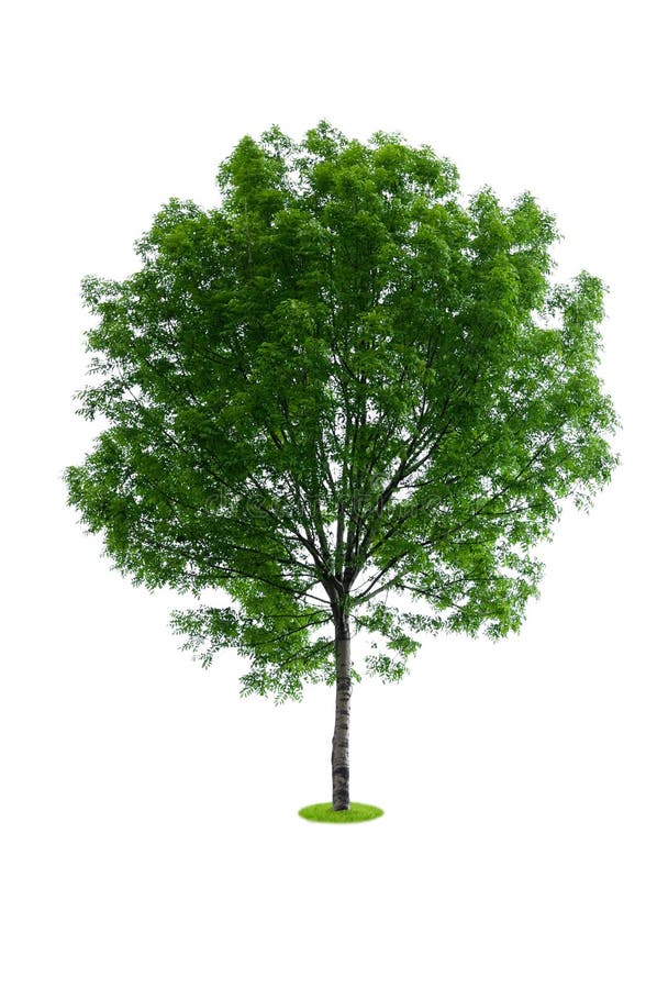 Isolated tree stock image. Image of summer, branch, environment - 9652579