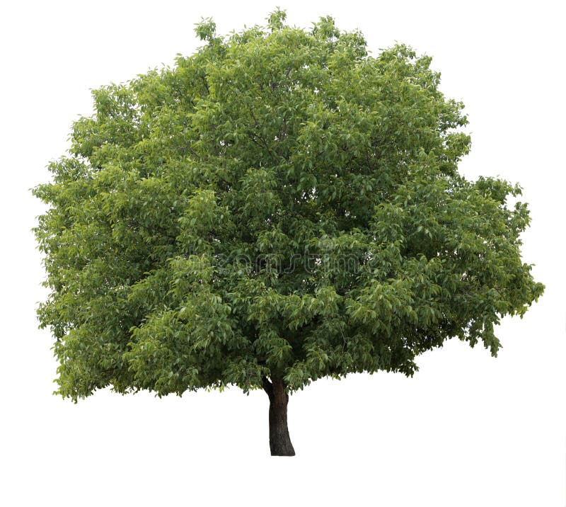 Isolated tree stock photo. Image of botanic, natural, bark - 9372430