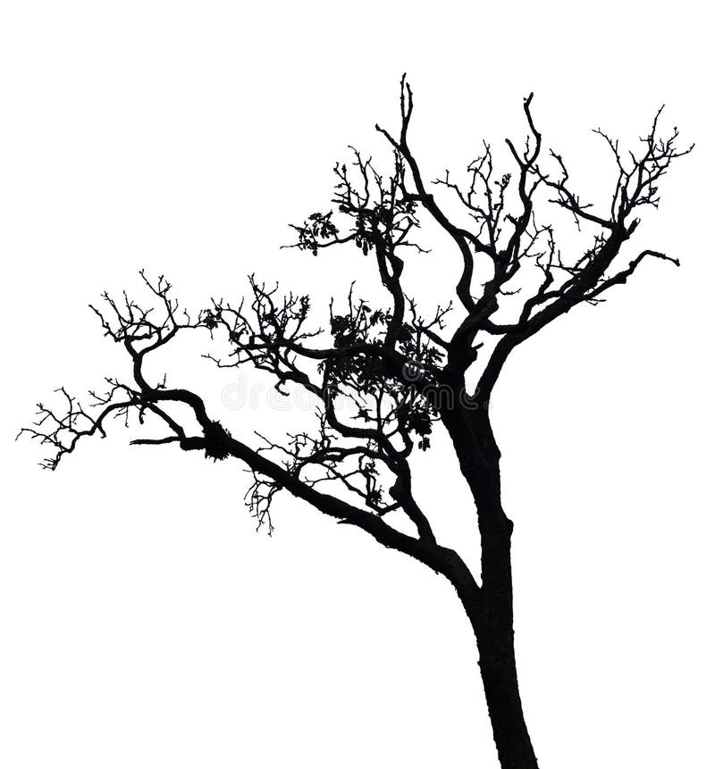 Isolated tree stock photo. Image of isolated, plant, tree - 71442356