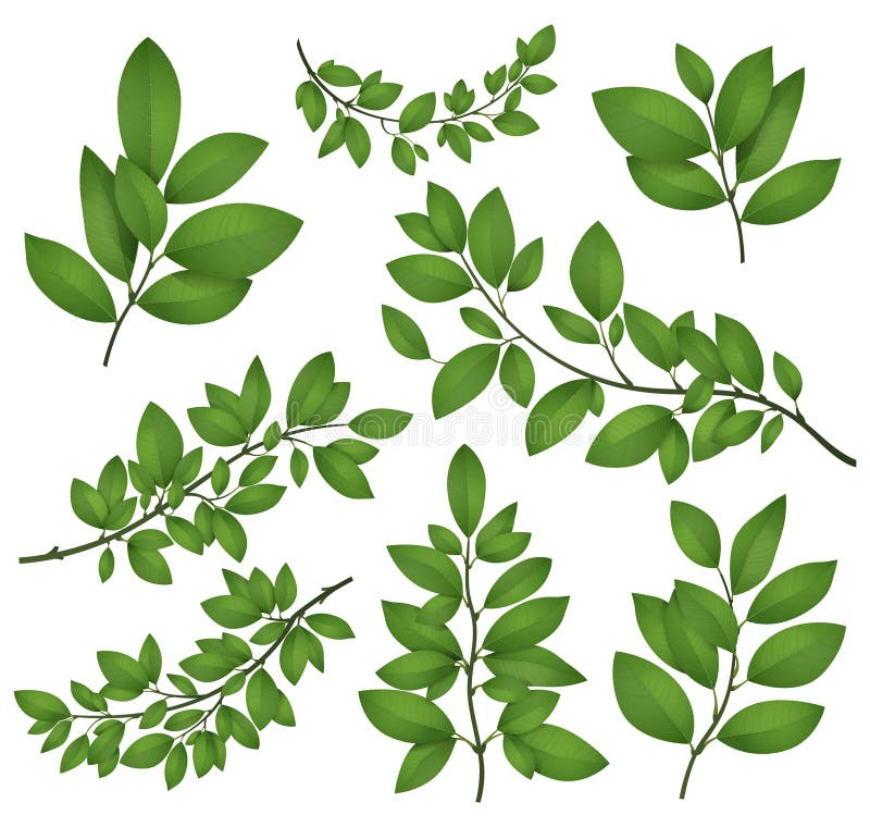 Isolated Tree Branches with Green Leaves. Detailed Botanical Vector ...