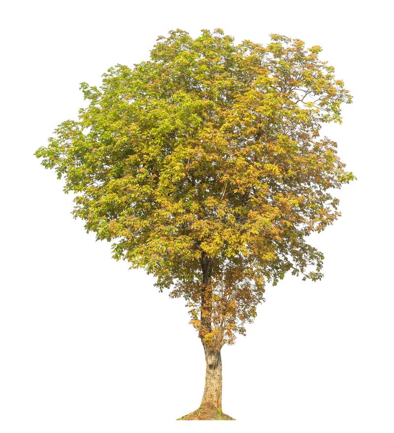 Isolated Tree Silhouette for Brush on White Background . Stock Photo ...