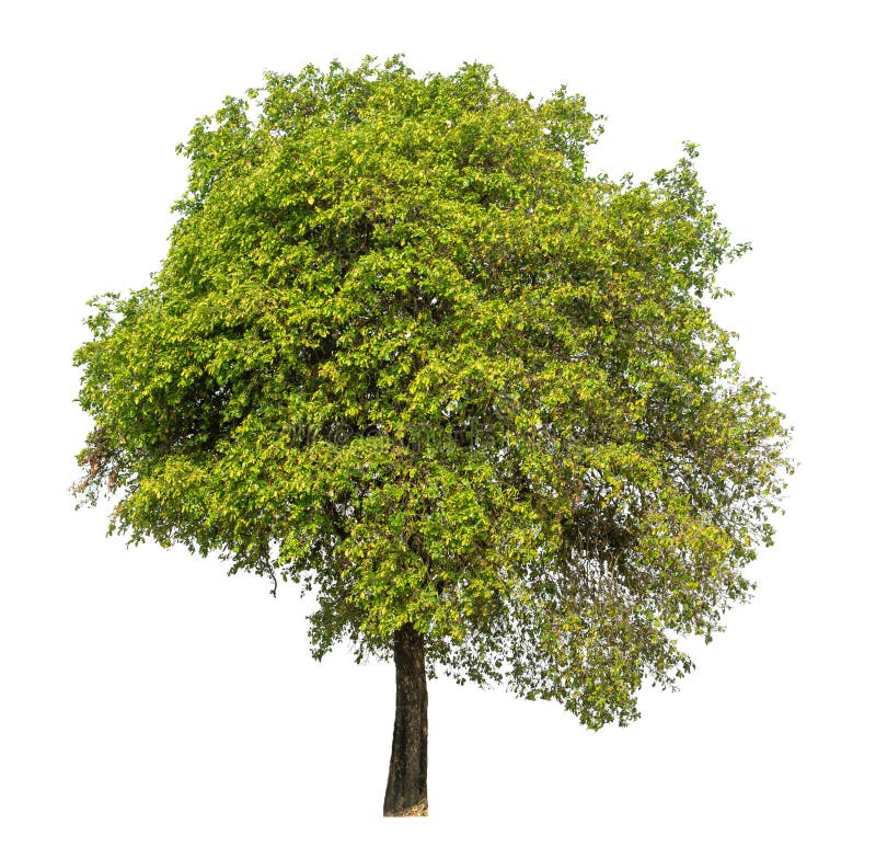 Isolated Tree on White Background . Stock Image - Image of trunk, grass ...