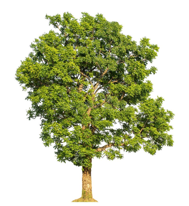 Isolated Tree on White Background . Stock Photo - Image of lush, garden ...