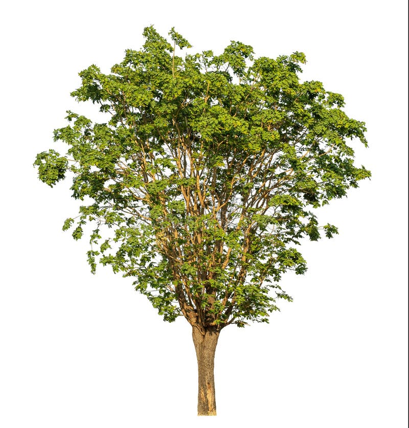 Isolated Tree on White Background . Stock Image - Image of natural ...