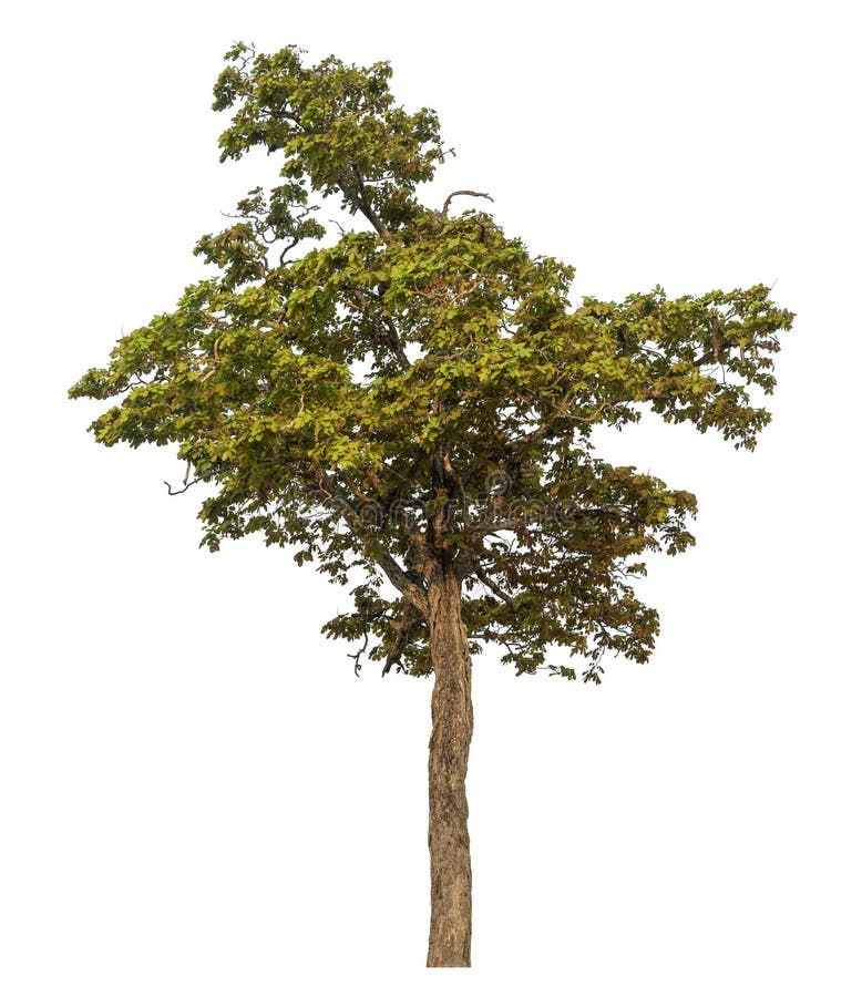 Isolated Tree Silhouette for Brush on White Background . Stock Photo ...