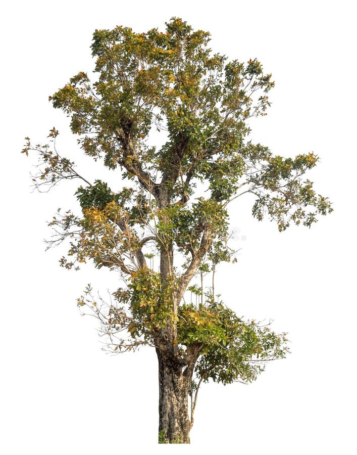 Isolated Tree on White Background . Stock Photo - Image of lush, garden ...