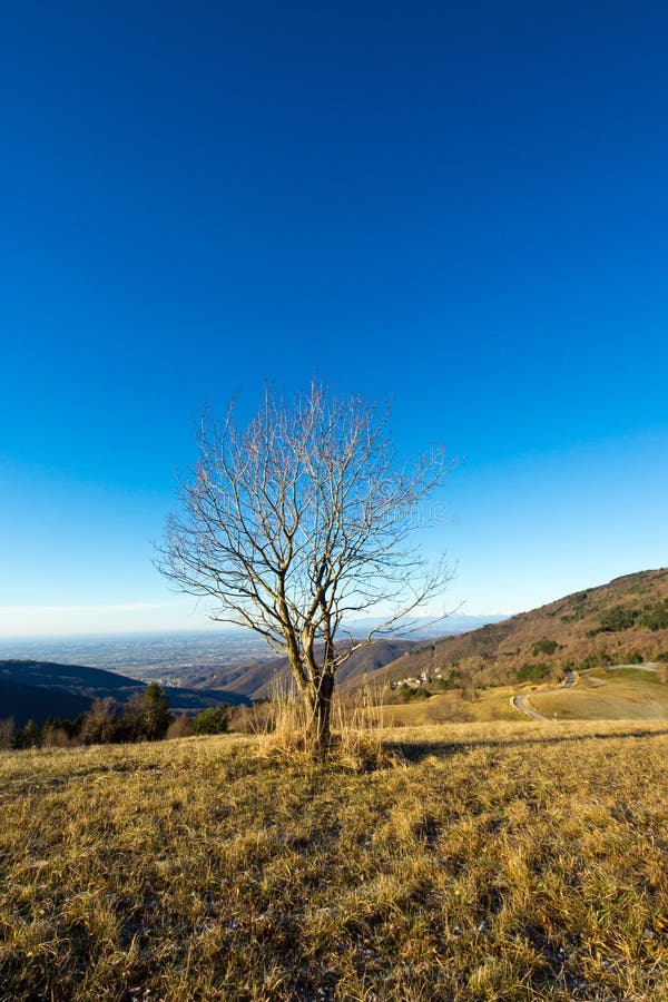 Isolated Tree in a Cold December Morning Stock Photo - Image of ...