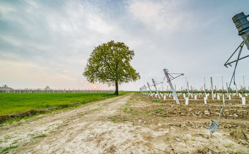 Isolated Tree in the Countryside Stock Image - Image of nature, country ...