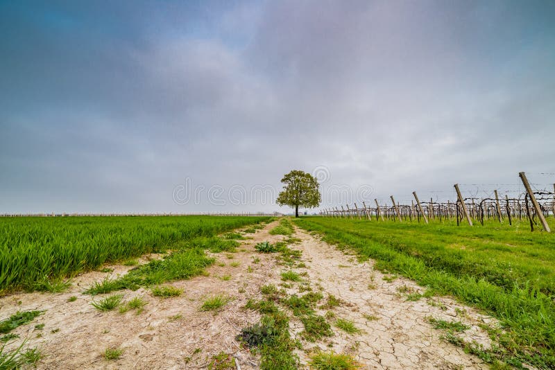 Isolated Tree in the Countryside Stock Image - Image of cultivation ...