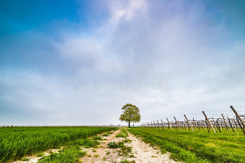Isolated Tree in the Countryside Stock Photo - Image of outdoor, single ...